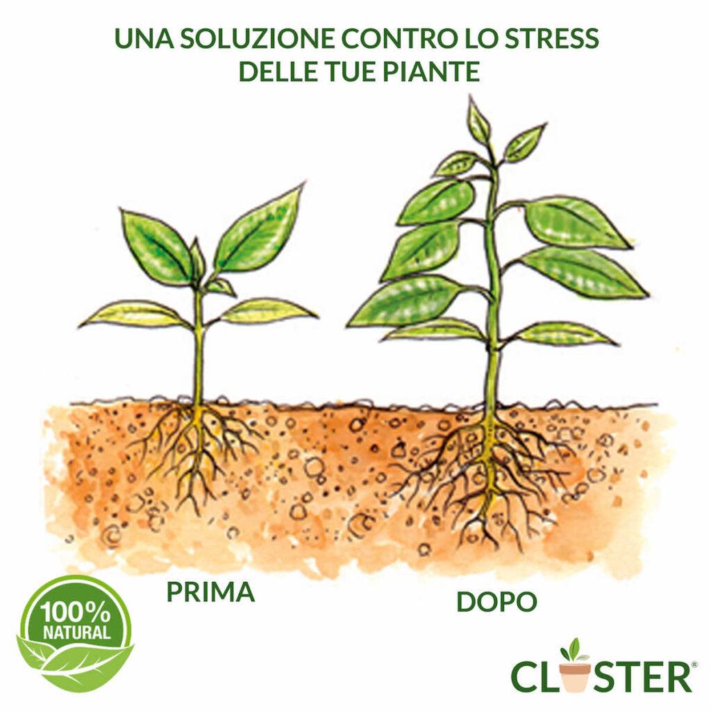 Concime con micorrize - Fertilizzante - Radice Forte